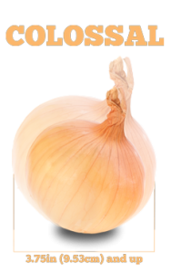 Onions - ProSource Produce