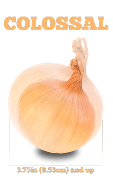 Onions - ProSource Produce