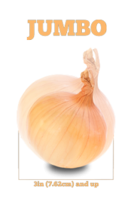 Onions - ProSource Produce