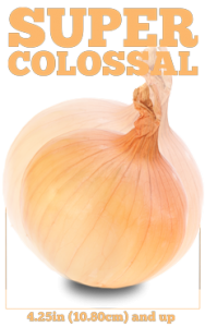 Onions - ProSource Produce