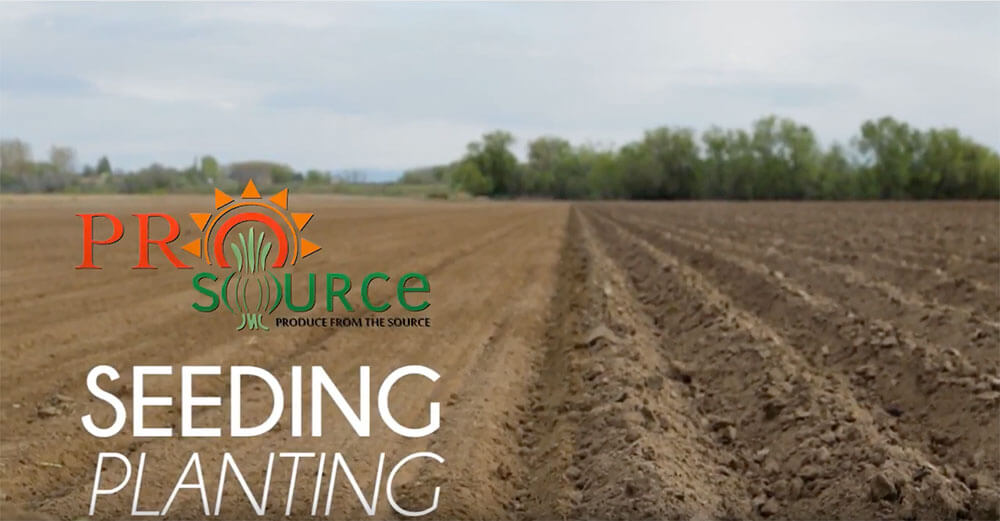 Seeding: Planting - ProSource Produce