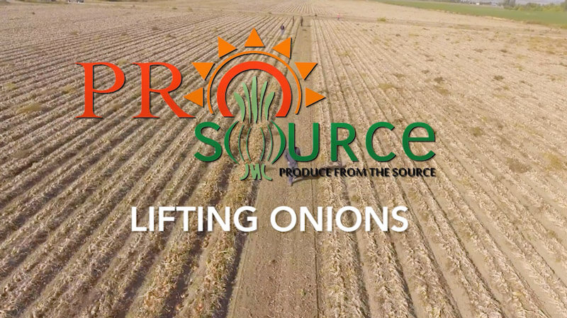 Lifting Onions - ProSource Produce
