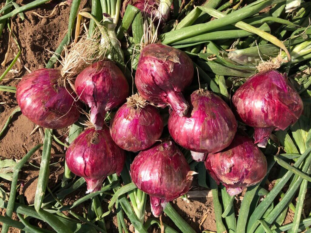 Storage Versus Summer Onions - ProSource Produce
